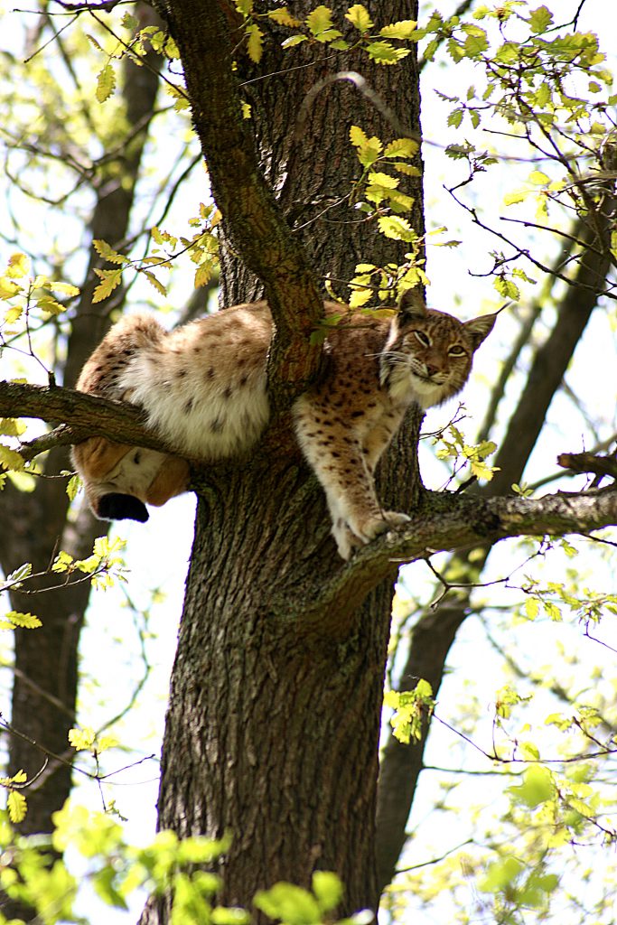 Aufruf zum Monitoring von Luchs und Wolf - Landesjagdverband Rheinland ...